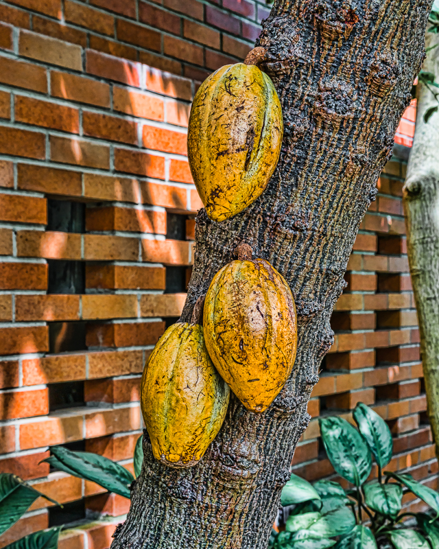 cocoa pods | lumina volta